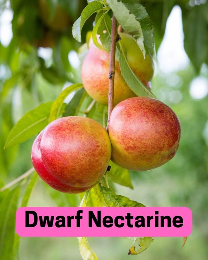 20 Fruit Trees You Can Easily Grow in a Pot (and How to Do It!) - GFL ...