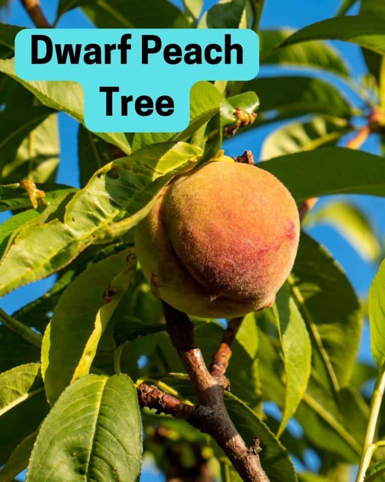 20 Fruit Trees You Can Easily Grow in a Pot (and How to Do It!) - GFL ...