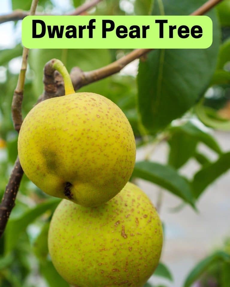 20 Fruit Trees You Can Easily Grow in a Pot (and How to Do It!) - GFL ...