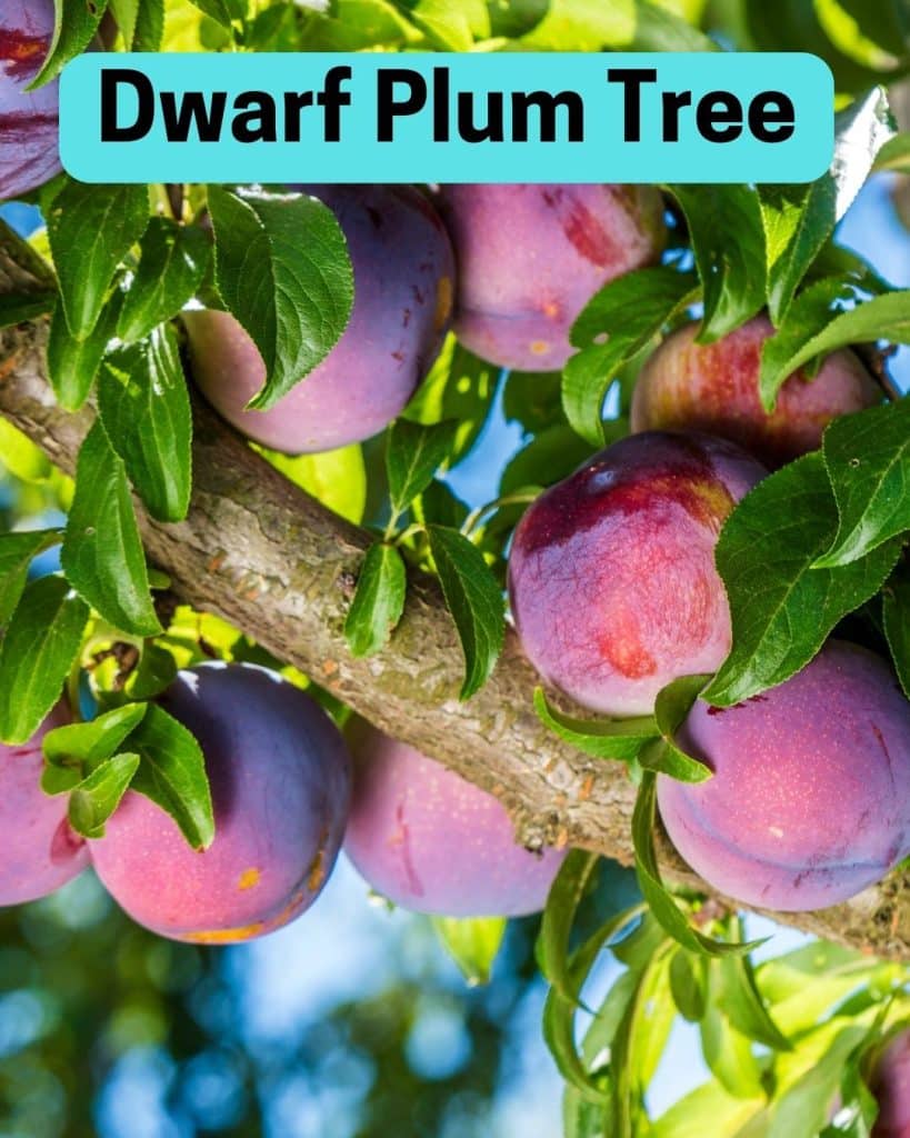 20 Fruit Trees You Can Easily Grow in a Pot (and How to Do It!) - GFL ...