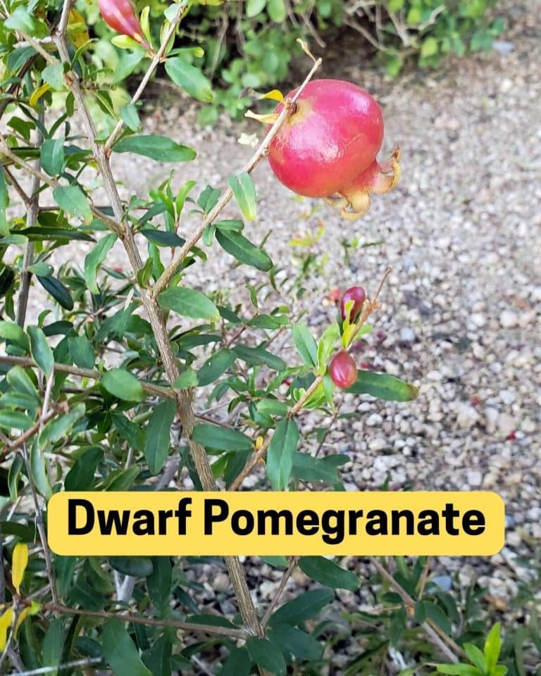 20 Fruit Trees You Can Easily Grow in a Pot (and How to Do It!) - GFL Outdoors