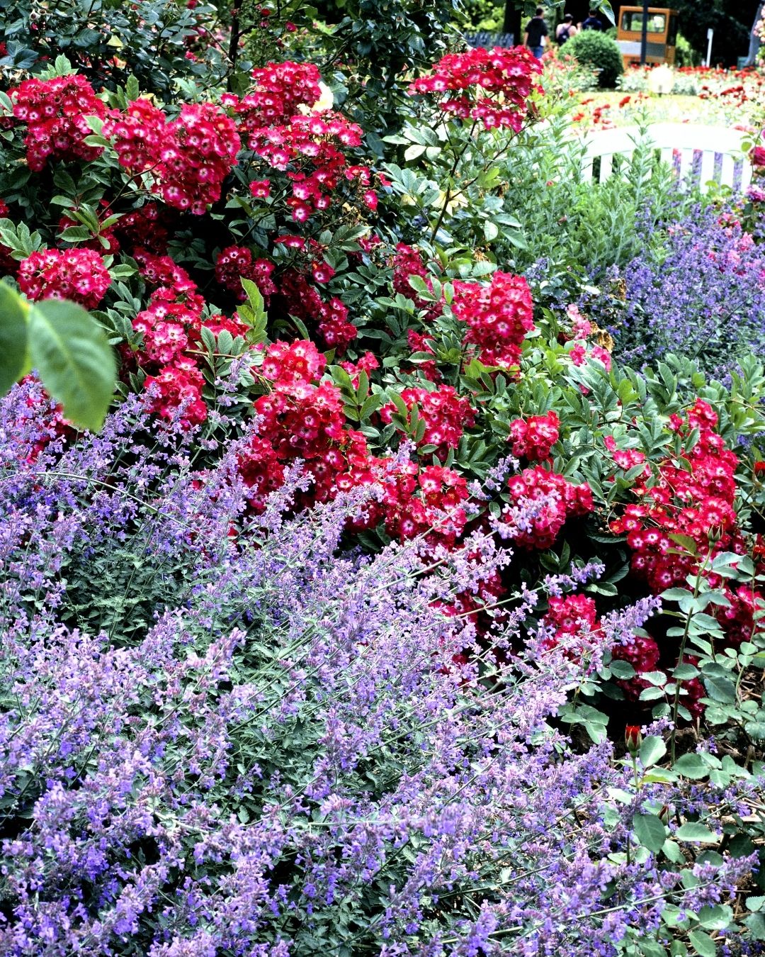 19 Perennials That Will Bloom Multiple Times a Year - GFL Outdoors