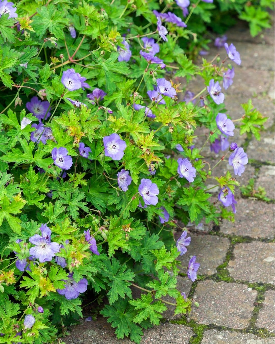 19 Perennials That Will Bloom Multiple Times a Year - GFL Outdoors
