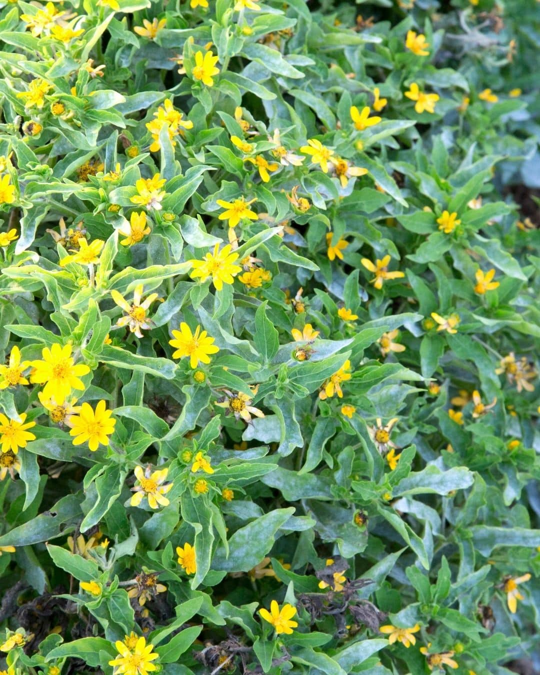 18 Lone Star Perennials That Thrive With Neglect - GFL Outdoors