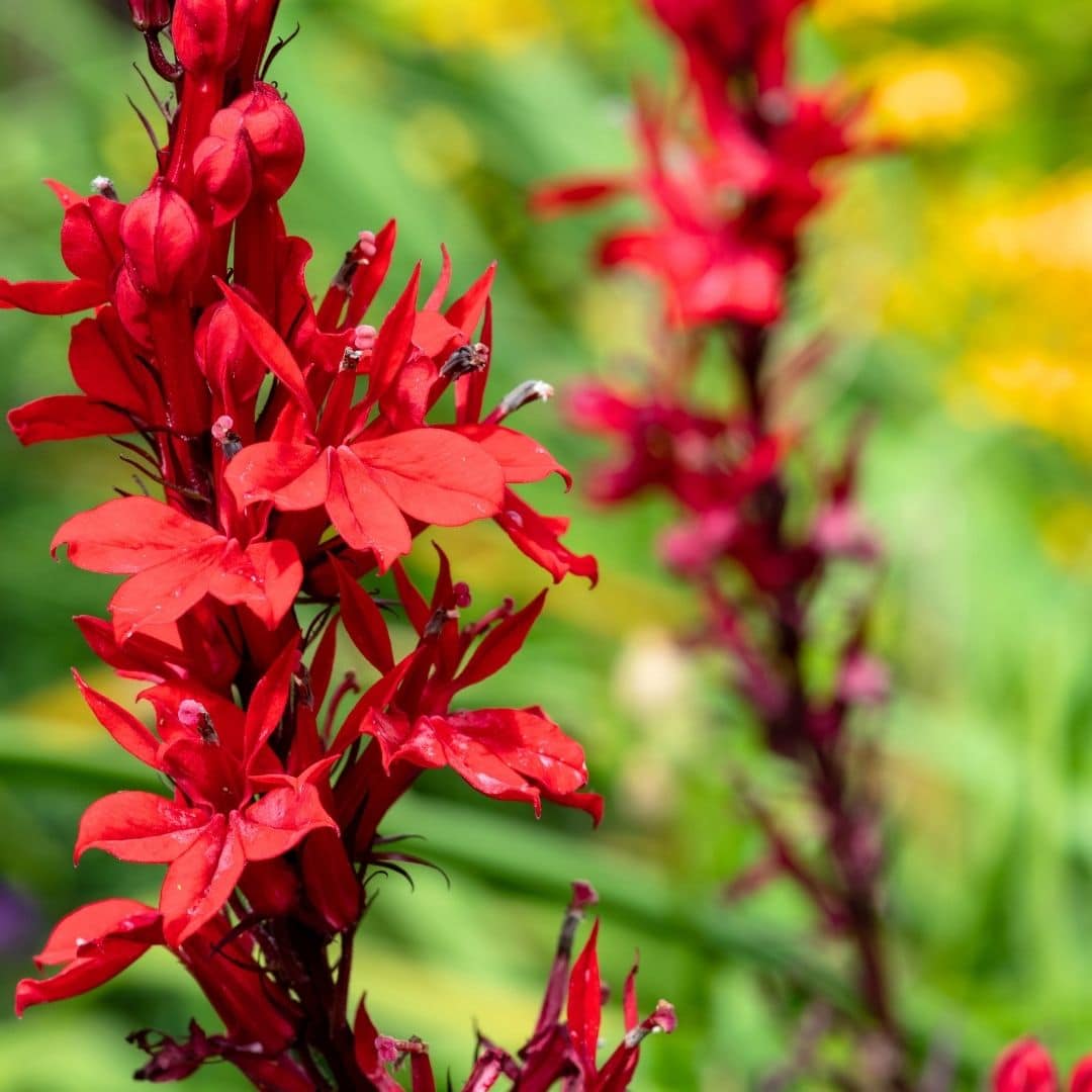1 Dragonfly Can Keep 100’s of Mosquitoes Away: Keep These 15 Plants in ...