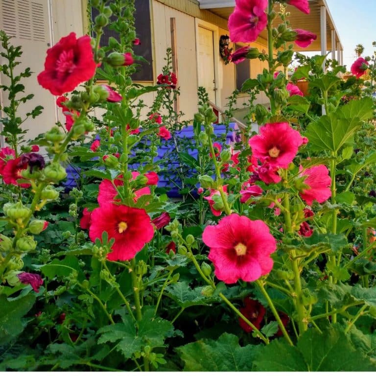 Why You Should Grow Hollyhocks in Your Yard—And Eat Every Part of This ...