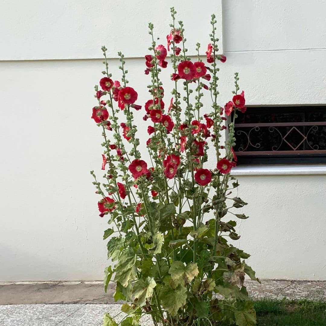 Why You Should Grow Hollyhocks in Your Yard—And Eat Every Part of This ...