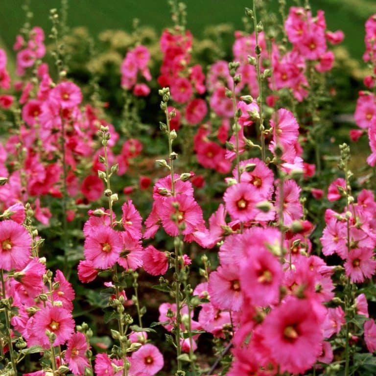 Why You Should Grow Hollyhocks in Your Yard—And Eat Every Part of This ...