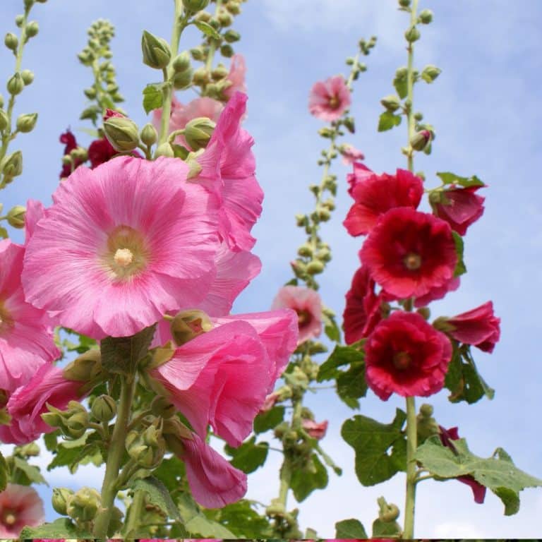 Why You Should Grow Hollyhocks in Your Yard—And Eat Every Part of This ...