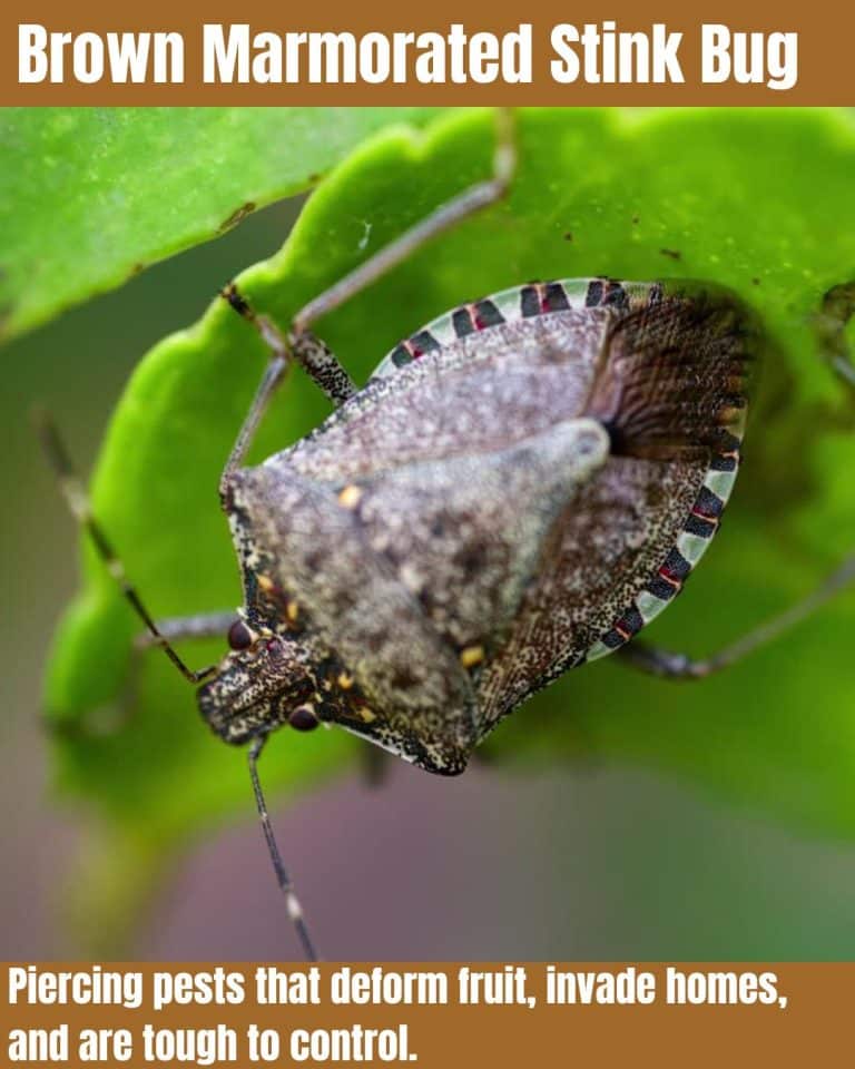 Most Wanted: 25 Invasive Bugs, Animals, and Fish That Can Wreck Your ...