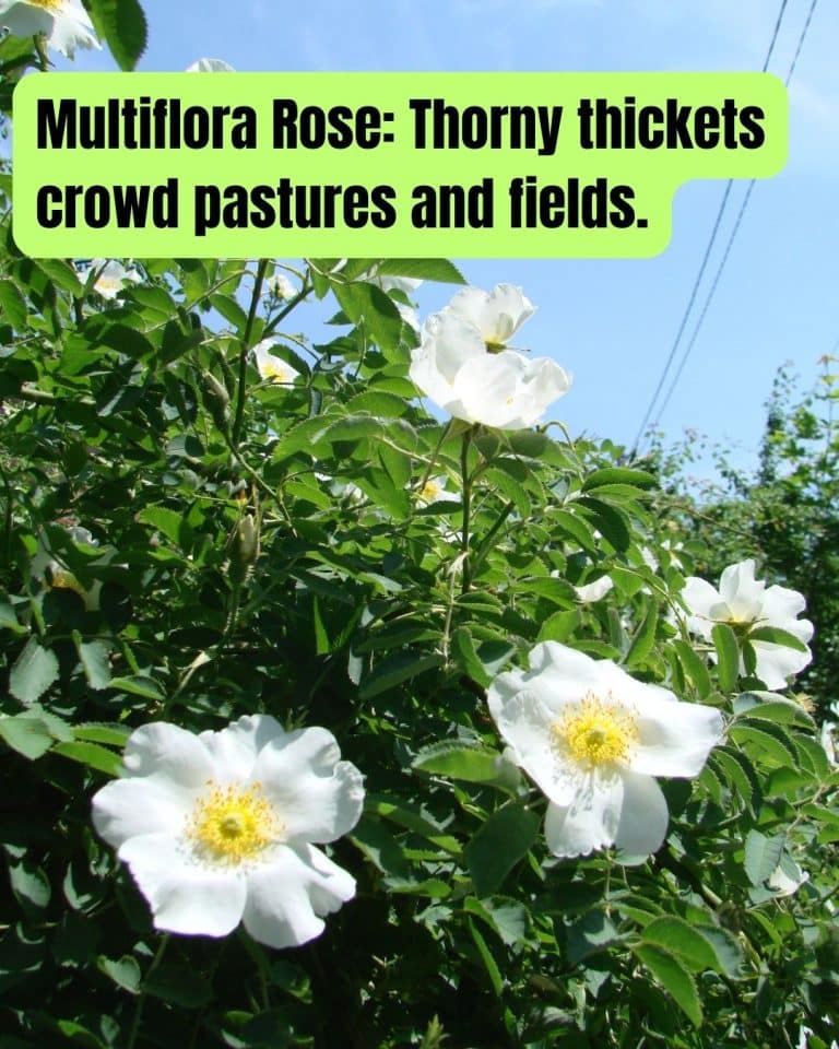 Nature’s Most Wanted: 25 Invasive Plant Species that Can Wreck Your ...