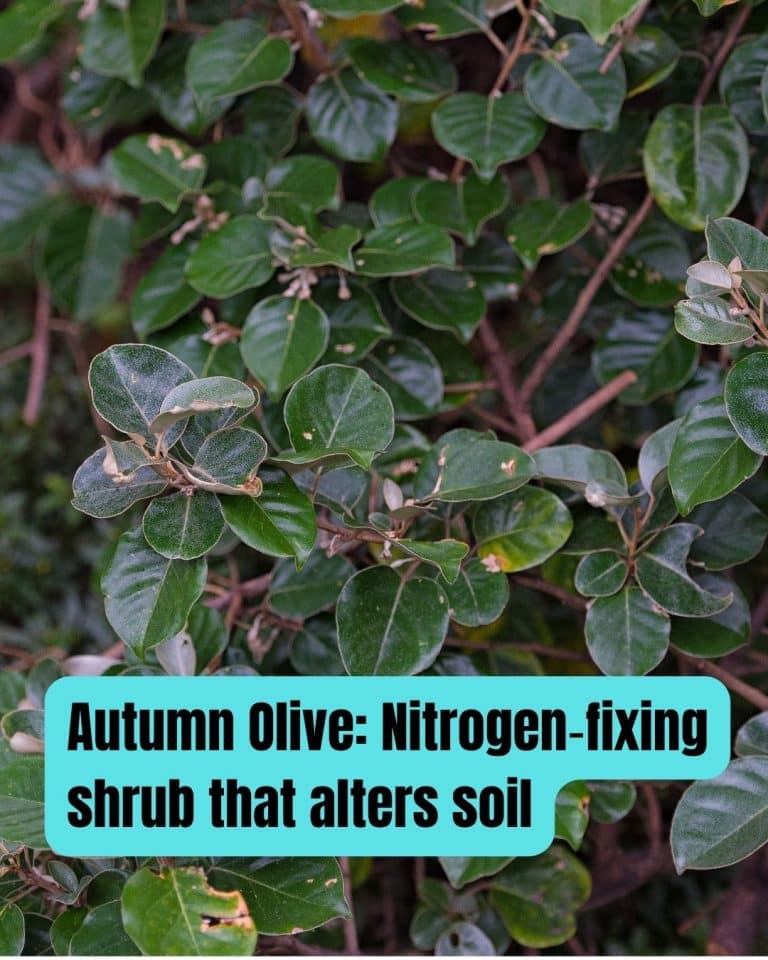 Nature's Most Wanted: 25 Invasive Plant Species that Can Wreck Your ...