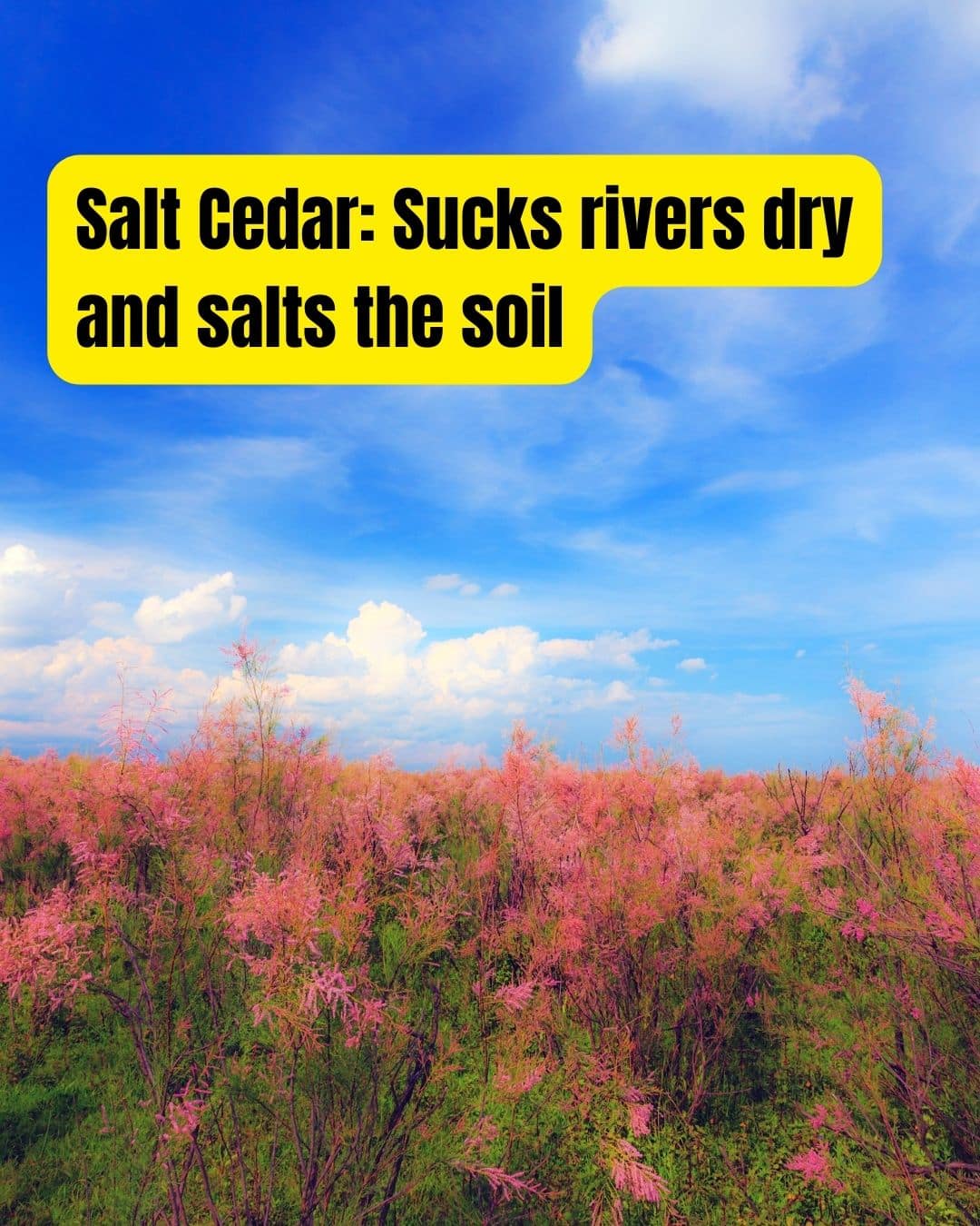 Nature's Most Wanted: 25 Invasive Plant Species that Can Wreck Your ...