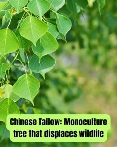 Nature’s Most Wanted: 25 Invasive Plant Species that Can Wreck Your ...