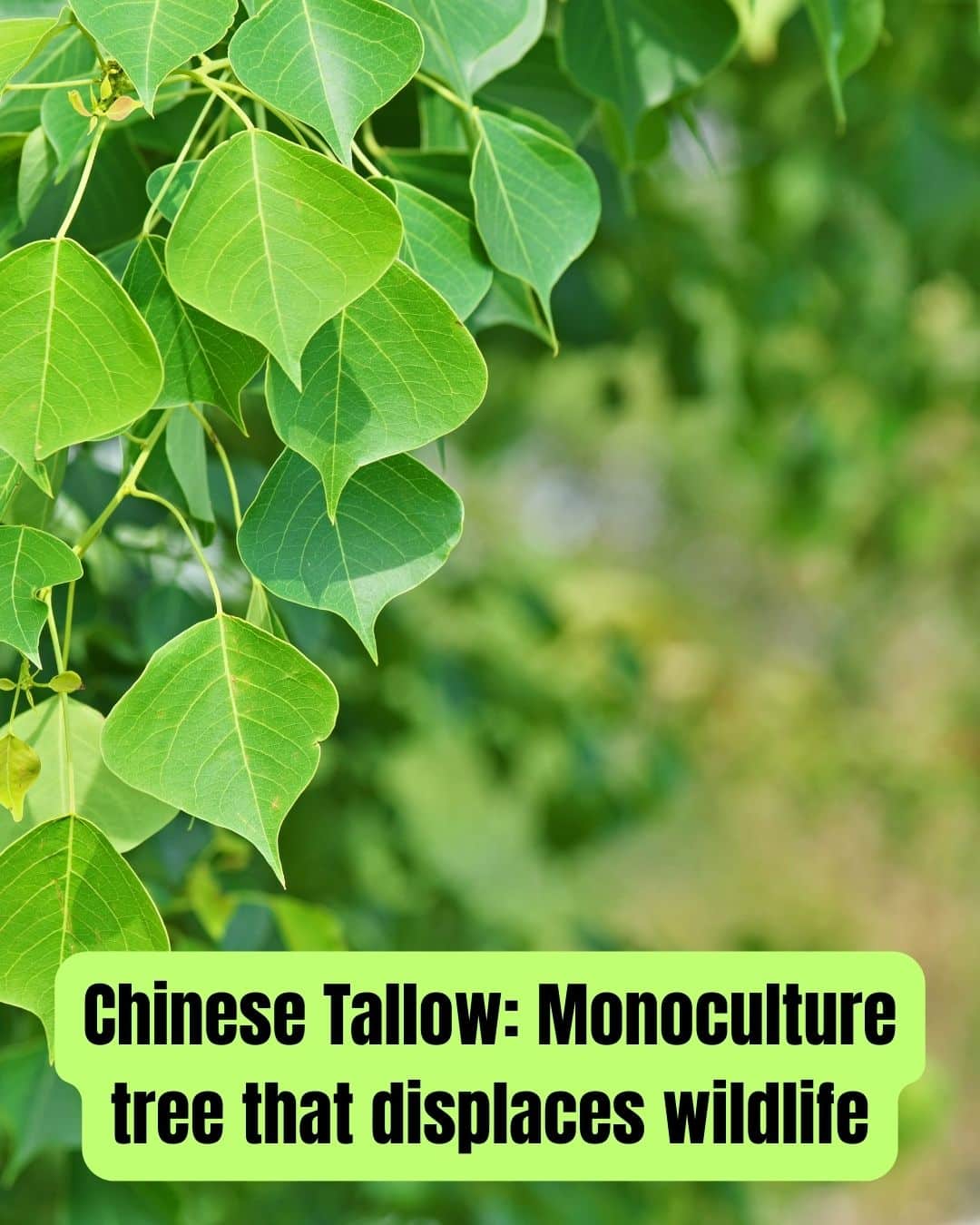 Nature's Most Wanted: 25 Invasive Plant Species that Can Wreck Your ...