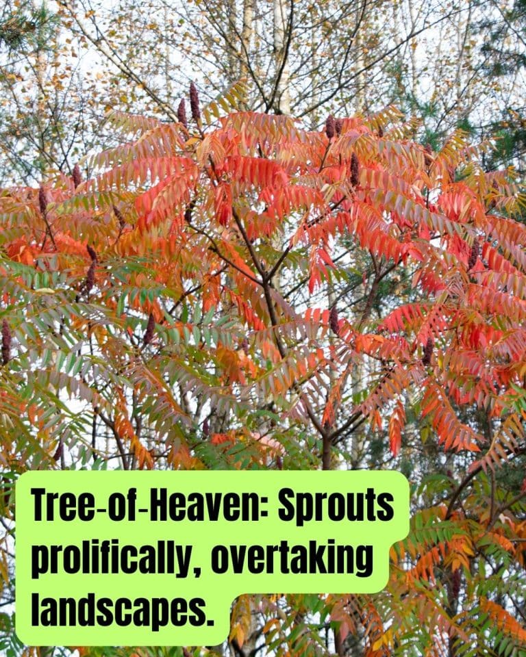 Nature's Most Wanted: 25 Invasive Plant Species that Can Wreck Your ...