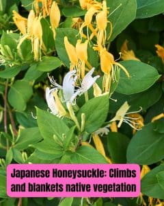 Nature’s Most Wanted: 25 Invasive Plant Species that Can Wreck Your ...