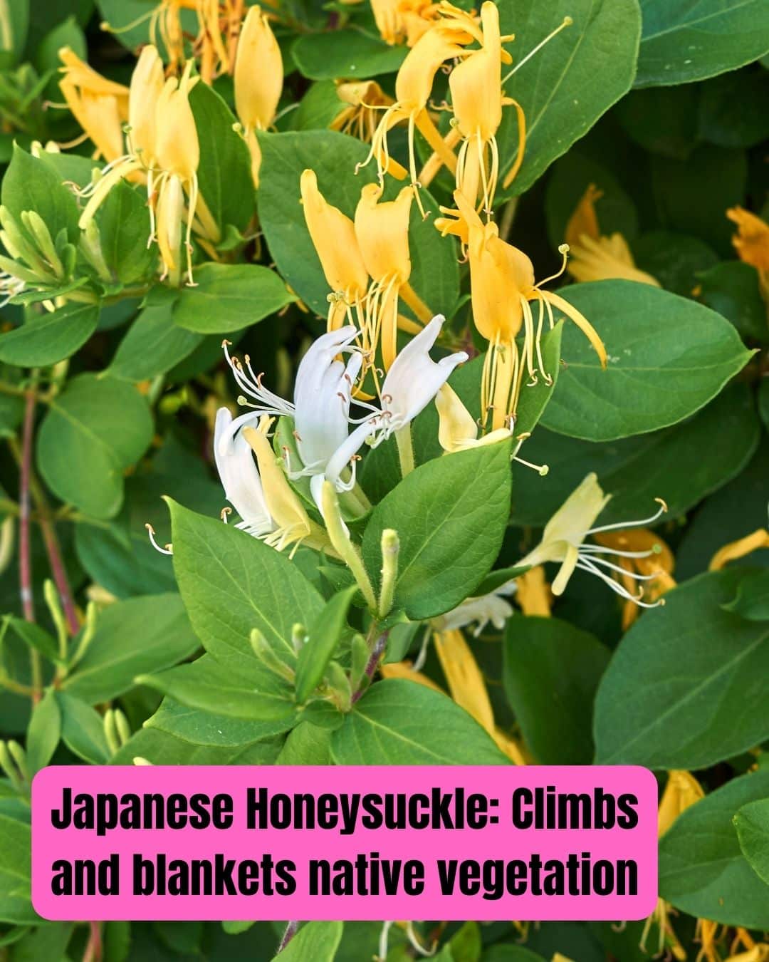 Nature's Most Wanted: 25 Invasive Plant Species that Can Wreck Your ...