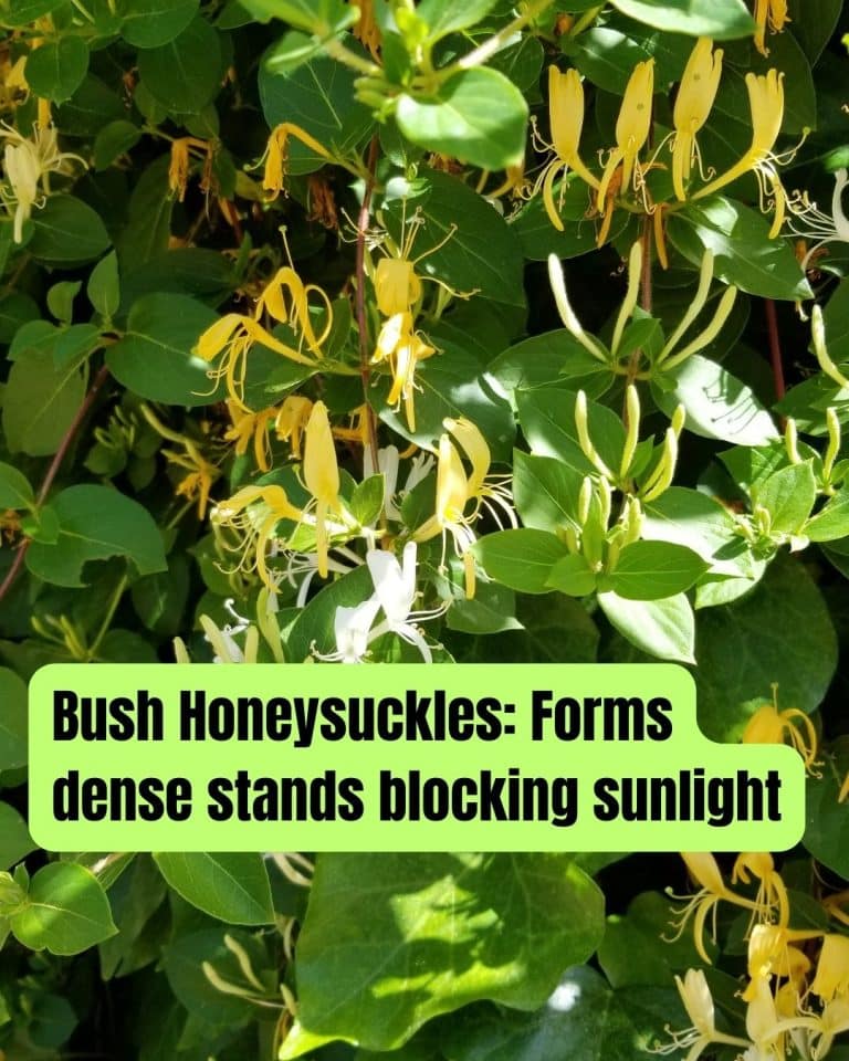 Nature's Most Wanted: 25 Invasive Plant Species that Can Wreck Your ...