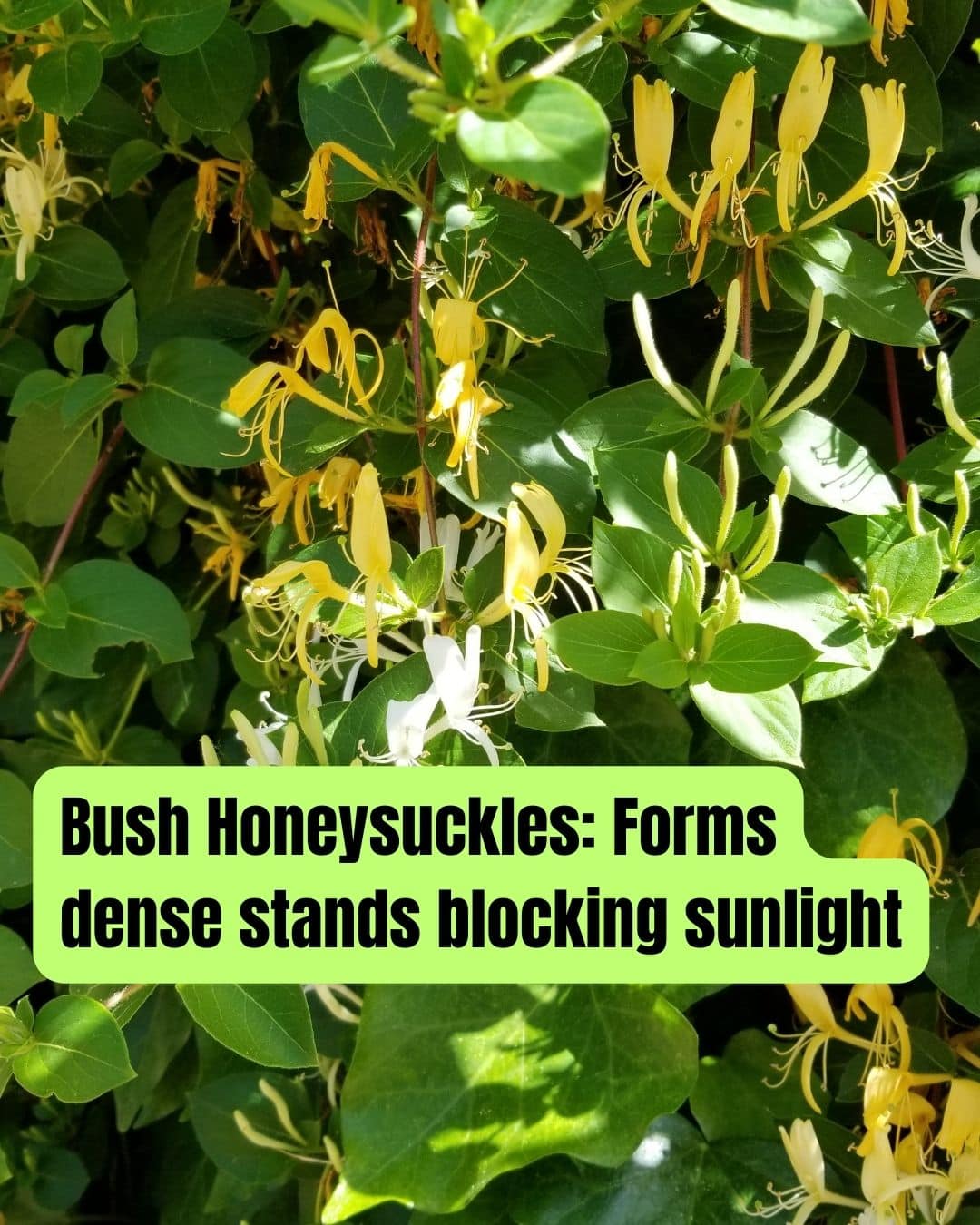 Nature’s Most Wanted: 25 Invasive Plant Species that Can Wreck Your ...