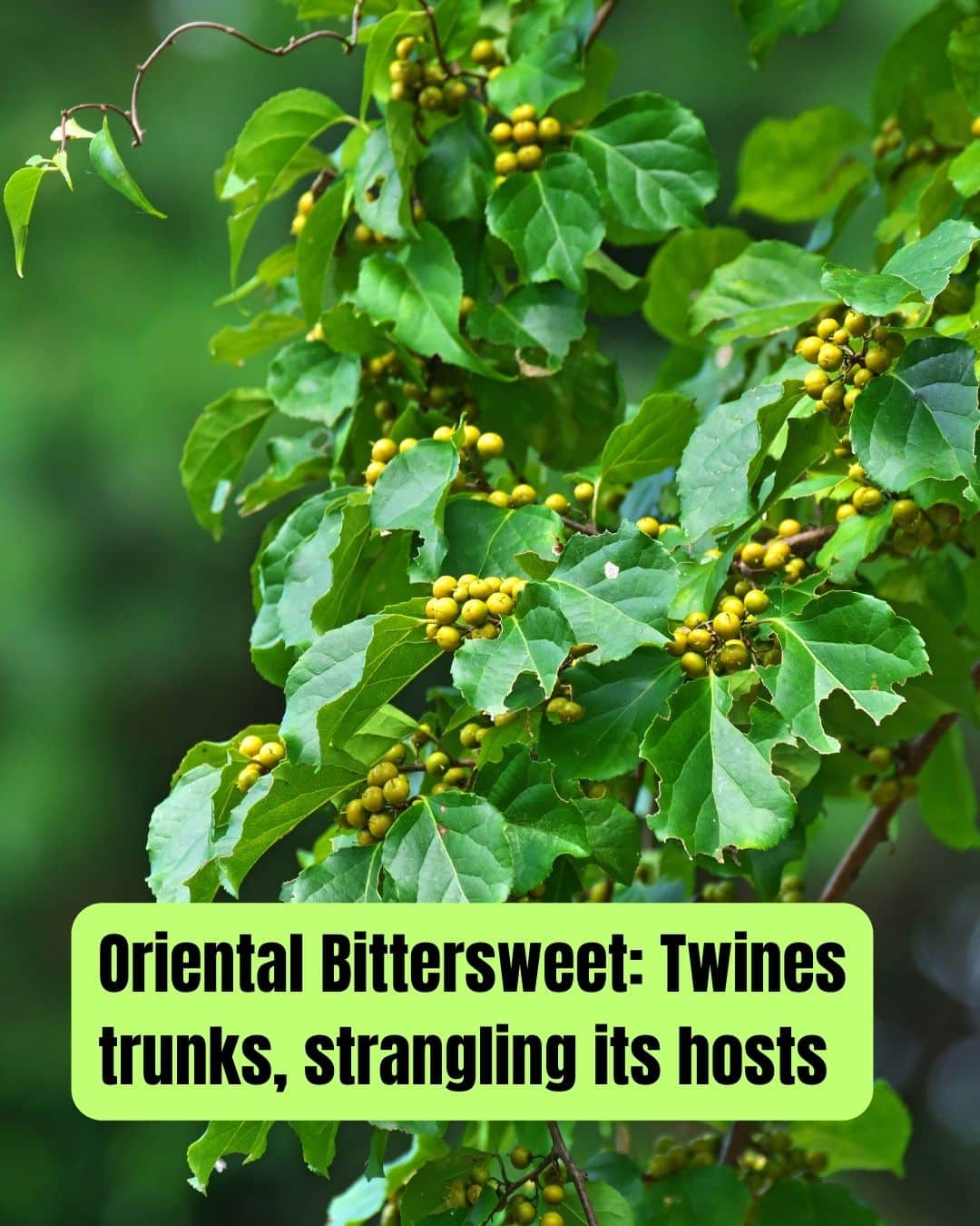 Nature’s Most Wanted: 25 Invasive Plant Species that Can Wreck Your ...