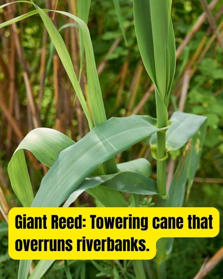 Nature’s Most Wanted: 25 Invasive Plant Species that Can Wreck Your ...