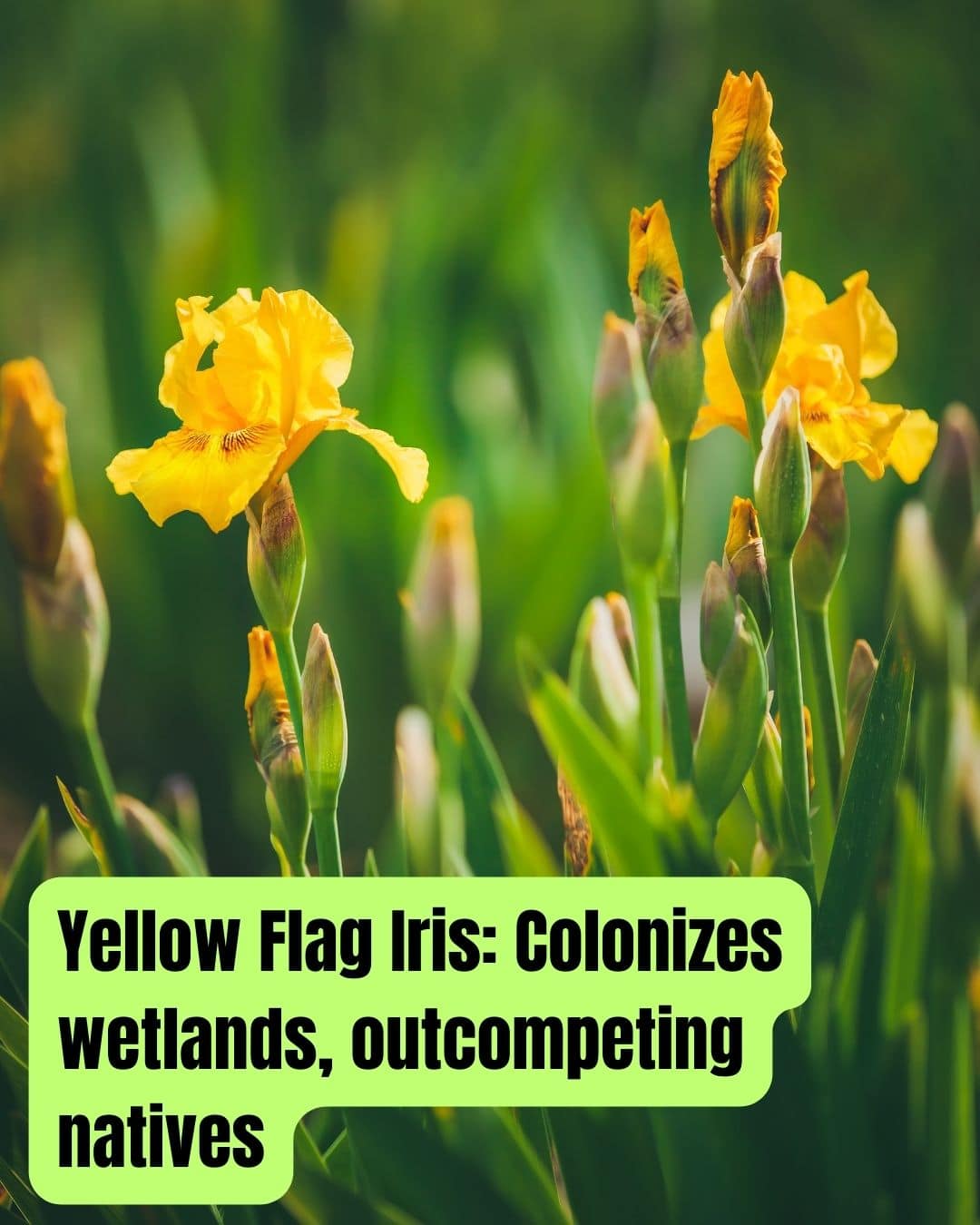 Nature's Most Wanted: 25 Invasive Plant Species that Can Wreck Your ...