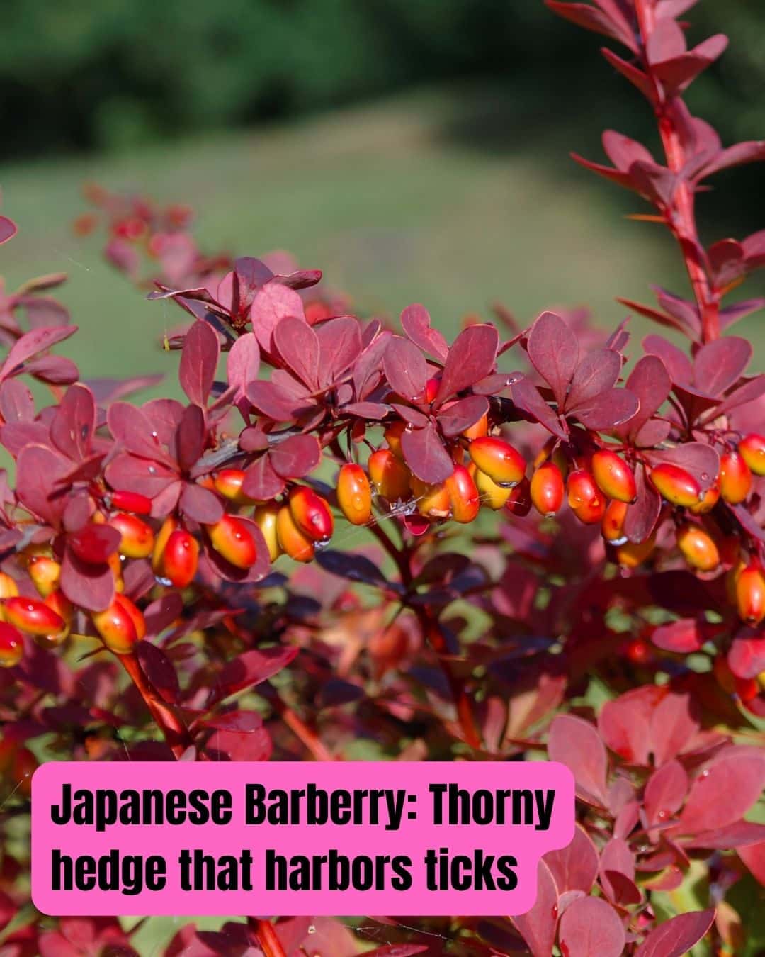 Nature's Most Wanted: 25 Invasive Plant Species that Can Wreck Your ...