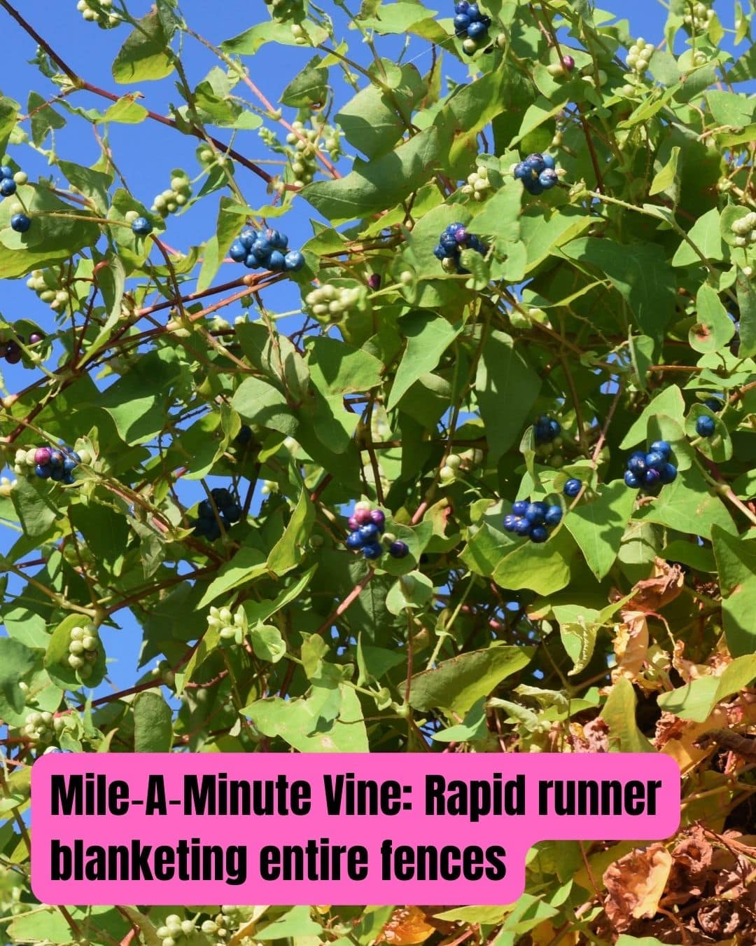 Nature's Most Wanted: 25 Invasive Plant Species that Can Wreck Your ...