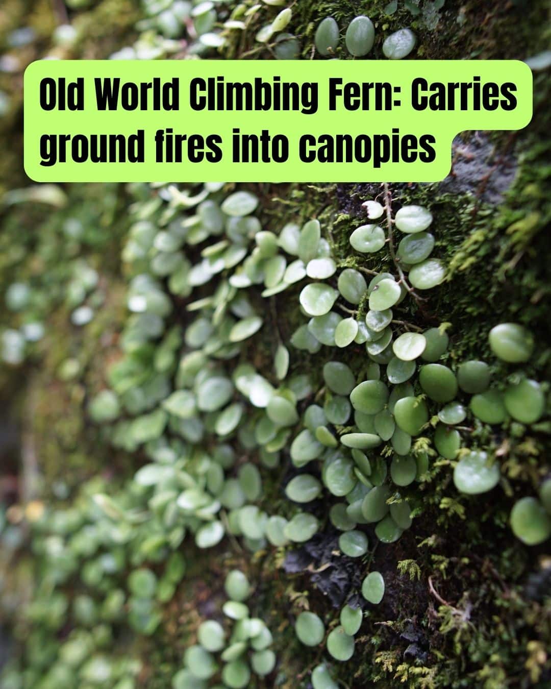 Nature's Most Wanted: 25 Invasive Plant Species that Can Wreck Your ...