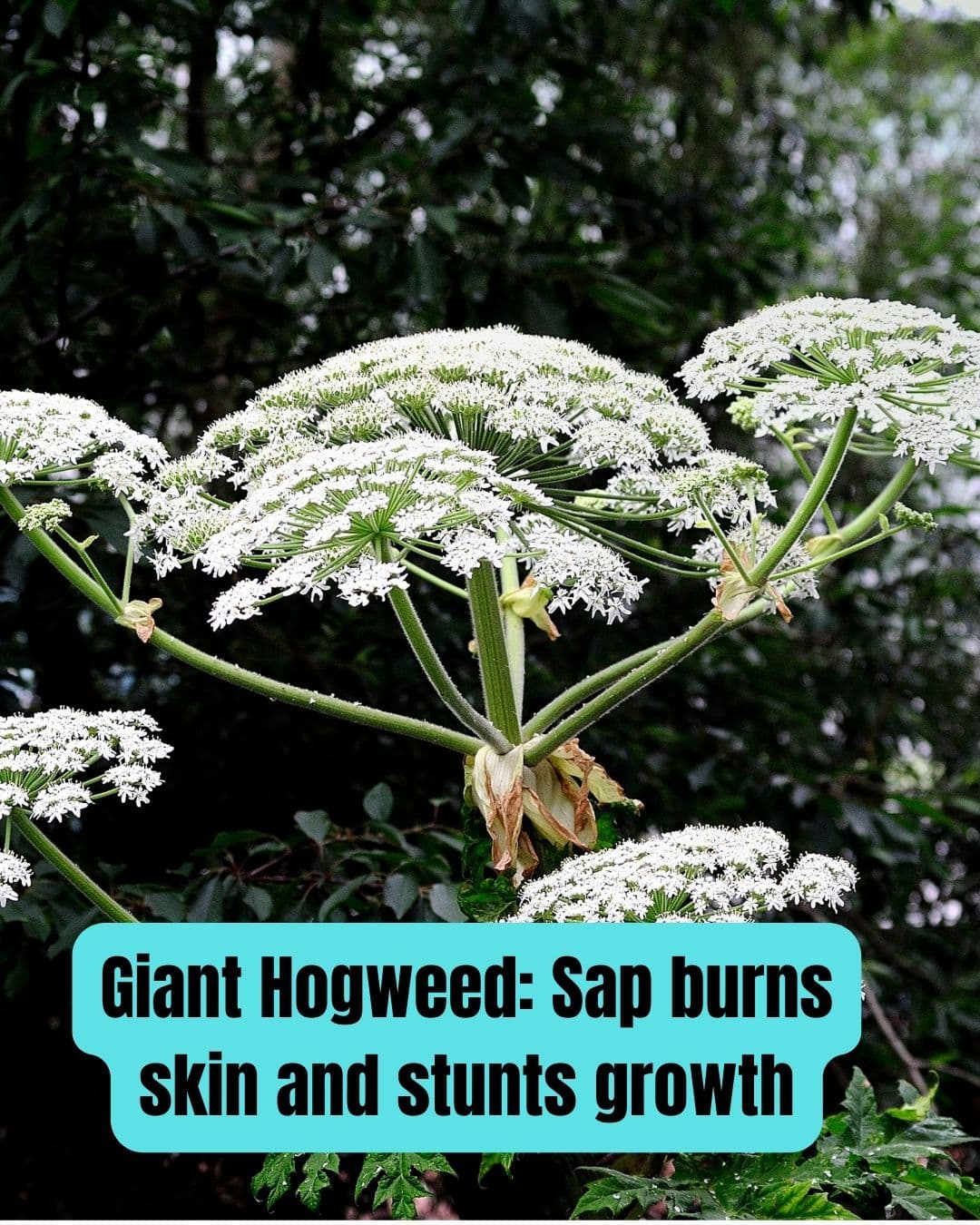 Nature’s Most Wanted: 25 Invasive Plant Species that Can Wreck Your ...