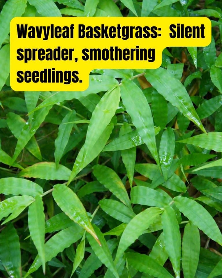 Nature's Most Wanted: 25 Invasive Plant Species that Can Wreck Your ...