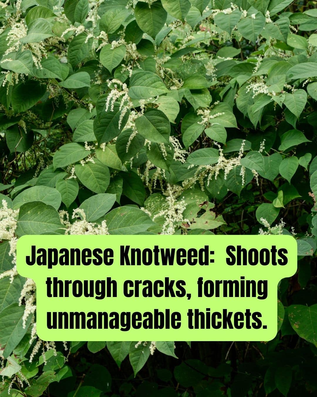 Nature's Most Wanted: 25 Invasive Plant Species that Can Wreck Your ...