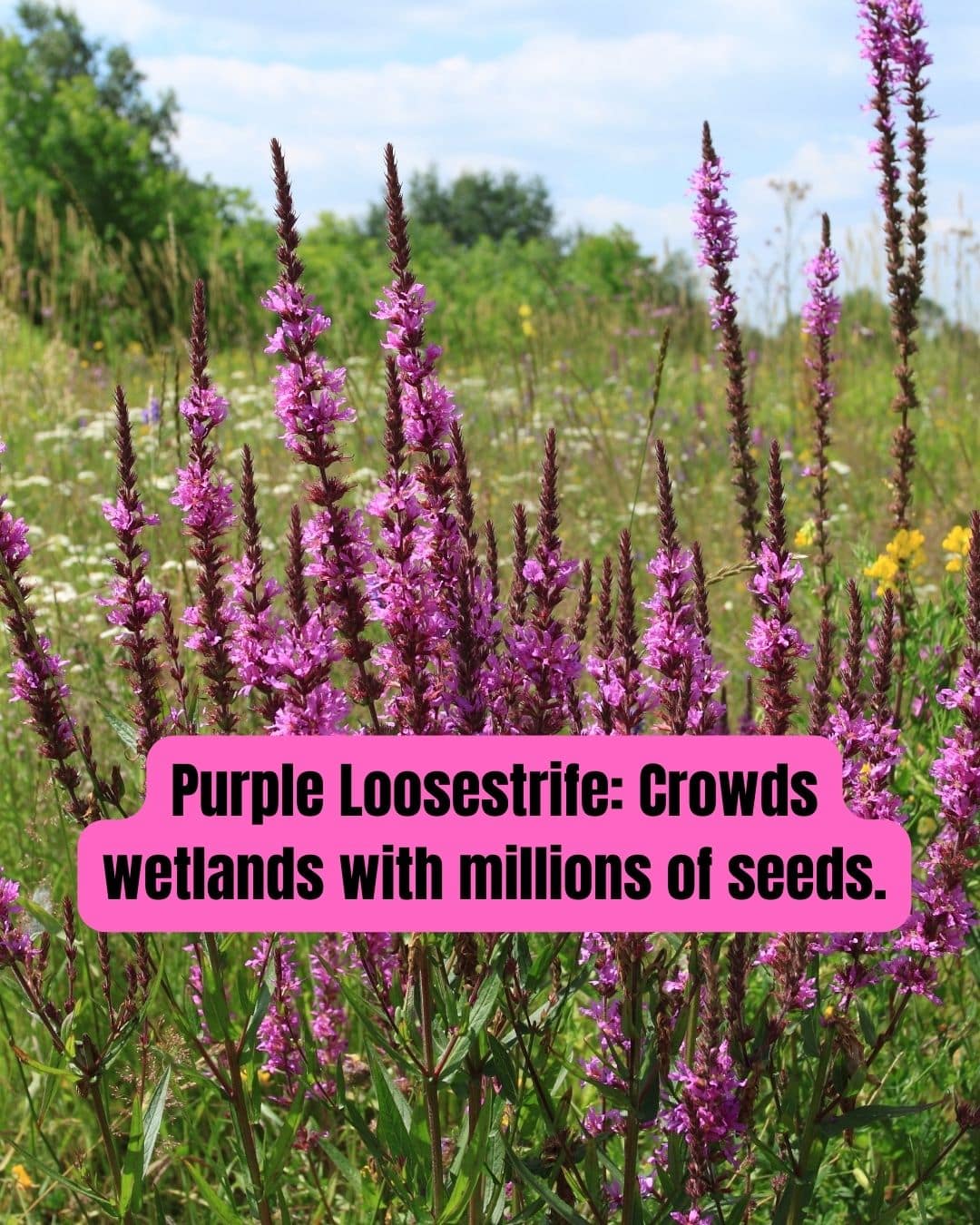 Nature's Most Wanted: 25 Invasive Plant Species that Can Wreck Your ...