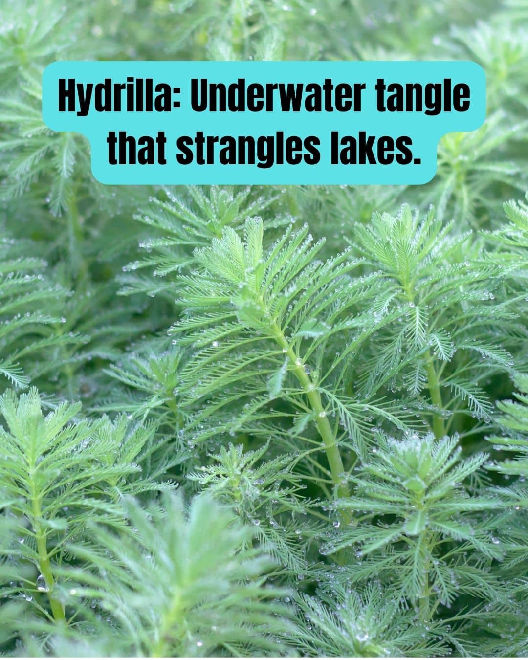 Nature's Most Wanted: 25 Invasive Plant Species that Can Wreck Your ...