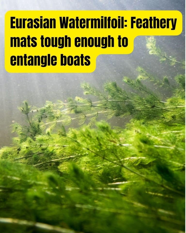 Nature's Most Wanted: 25 Invasive Plant Species that Can Wreck Your ...