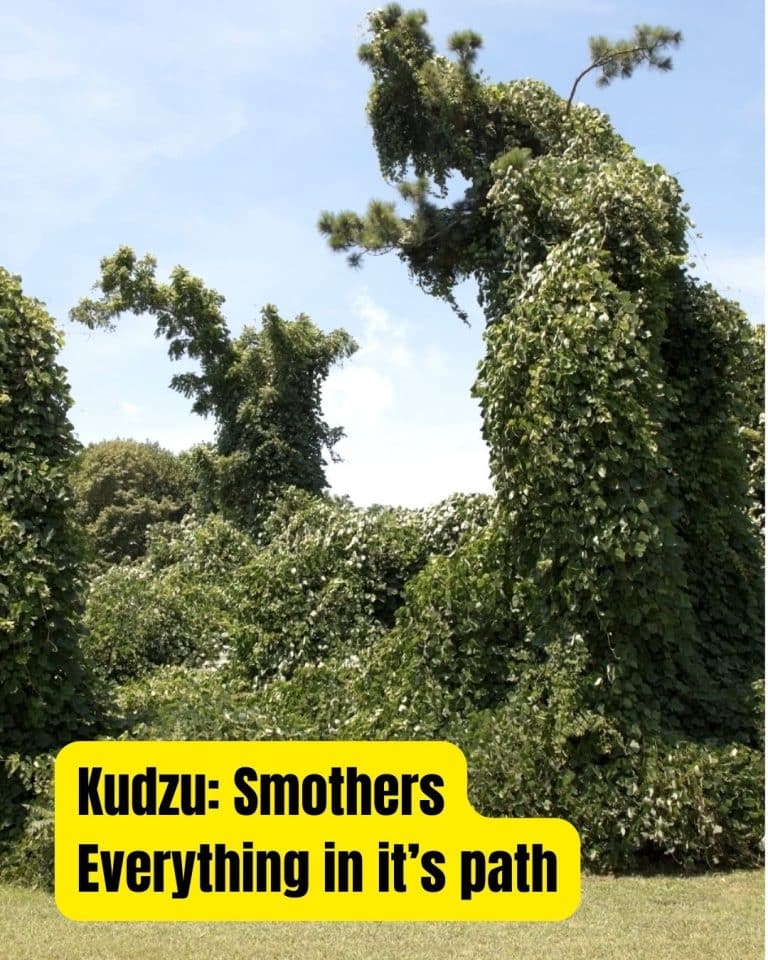 Nature's Most Wanted: 25 Invasive Plant Species that Can Wreck Your ...