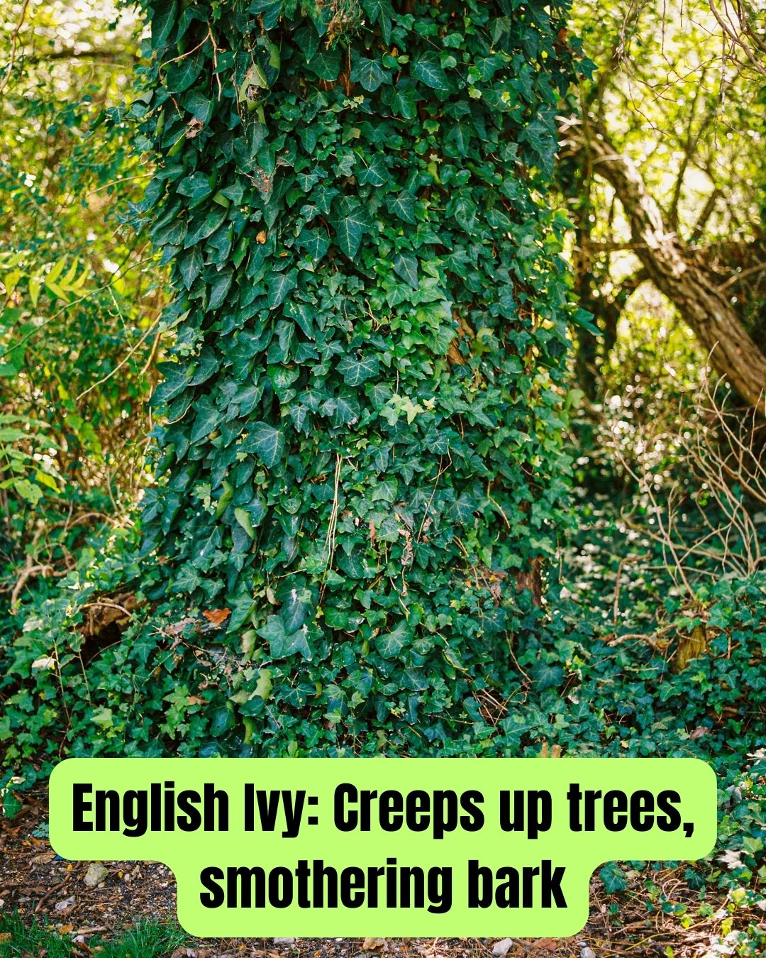 Nature's Most Wanted: 25 Invasive Plant Species that Can Wreck Your ...