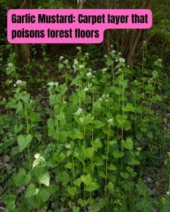 Nature’s Most Wanted: 25 Invasive Plant Species that Can Wreck Your ...