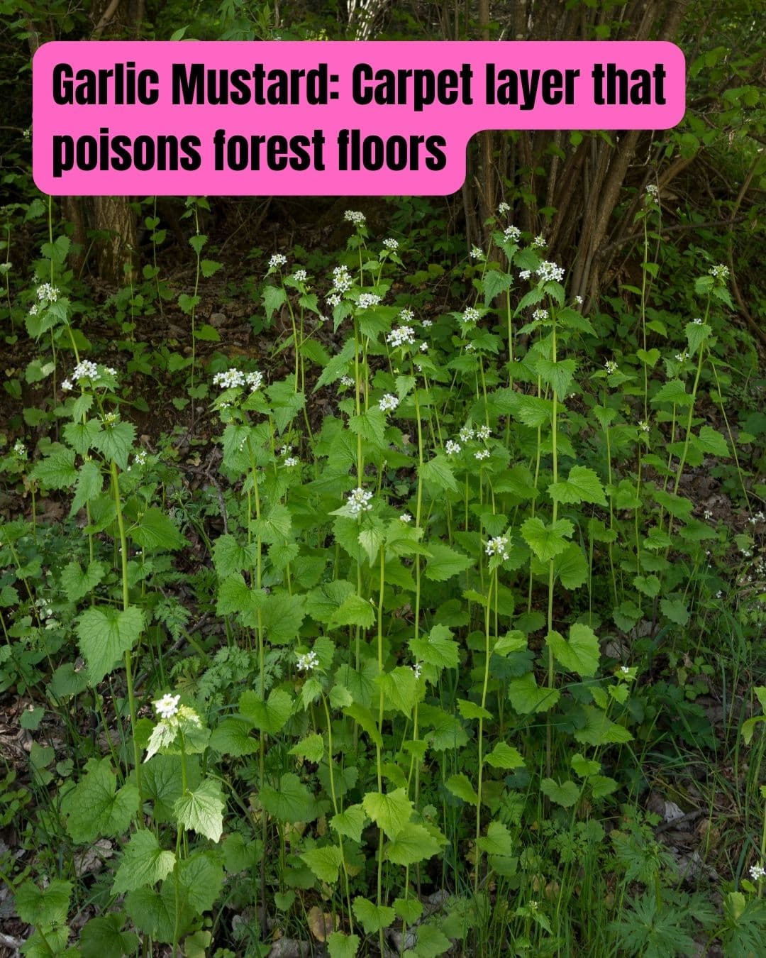 Nature's Most Wanted: 25 Invasive Plant Species that Can Wreck Your ...