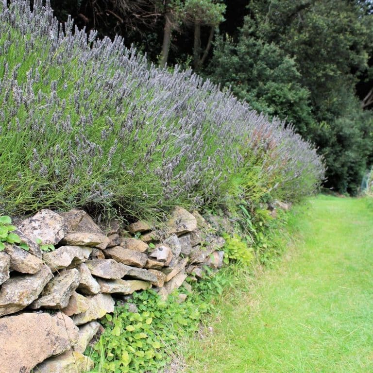 Why Lavender Hedges Belong in Every Garden – GFL Outdoors
