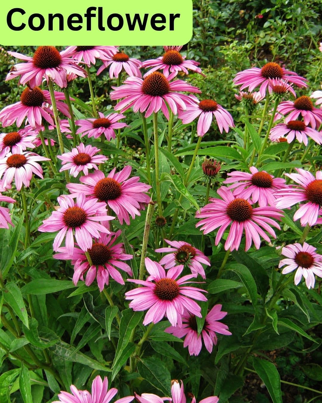 No More Weeding: These 26 Perennial Flowers Naturally Outcompete Weeds ...