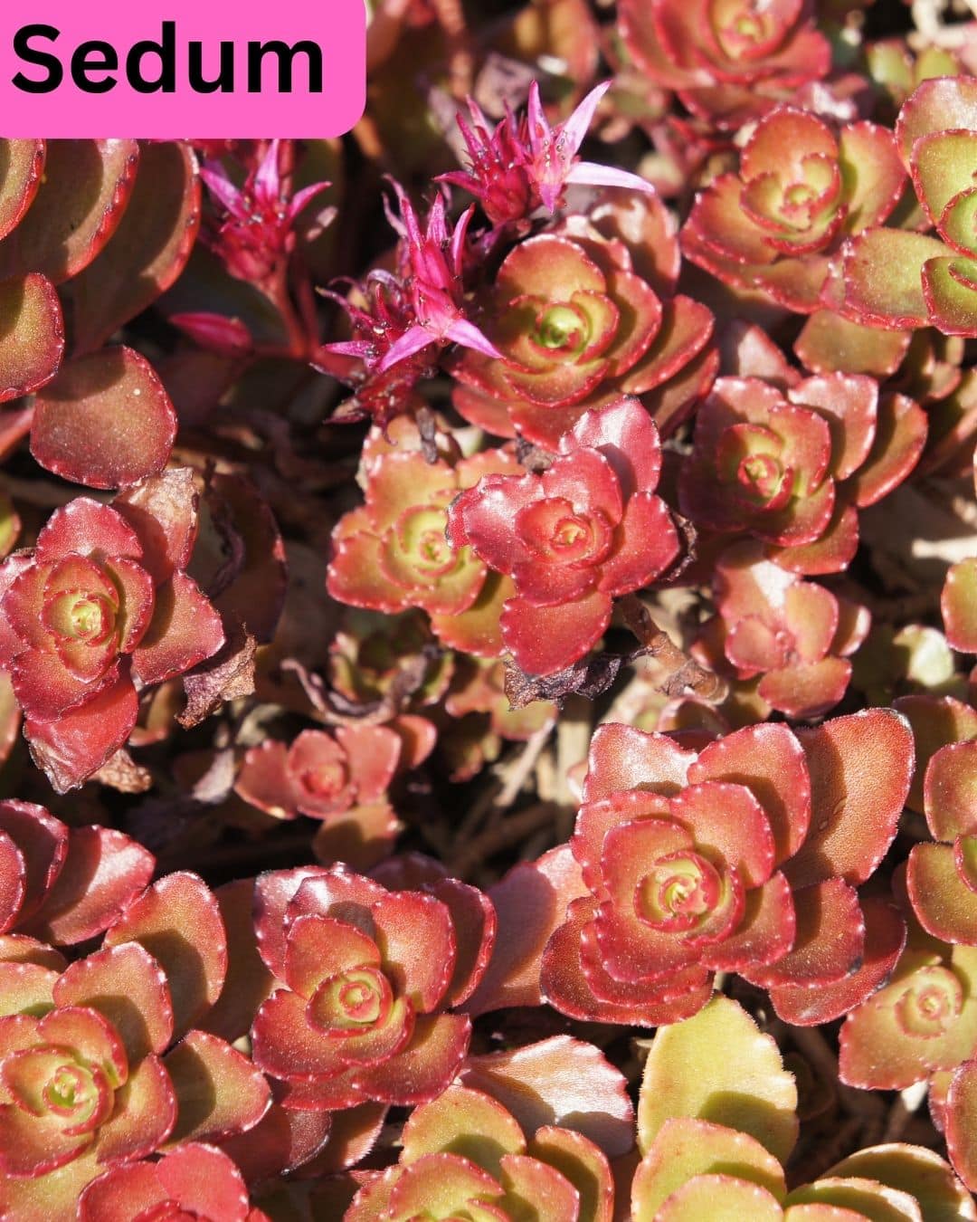 No More Weeding: These 26 Perennial Flowers Naturally Outcompete Weeds ...
