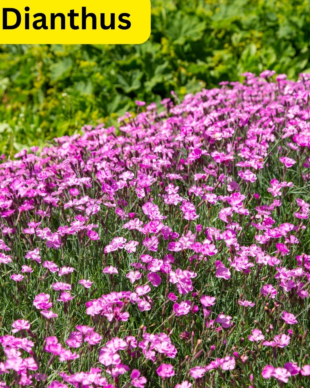 No More Weeding: These 26 Perennial Flowers Naturally Outcompete Weeds ...