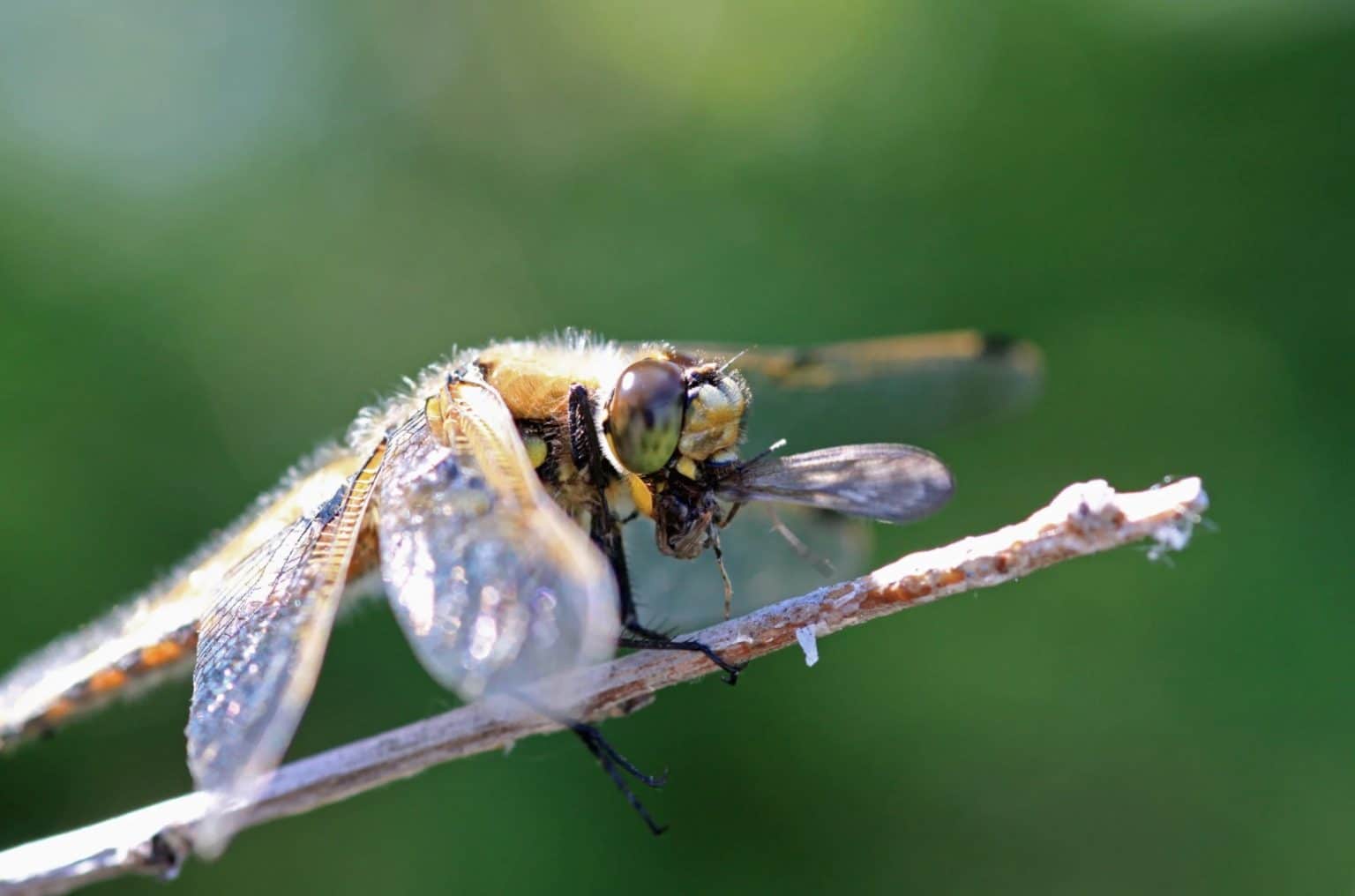 1 Dragonfly Can Keep 100’s of Mosquitoes Away: Keep These 15 Plants in ...