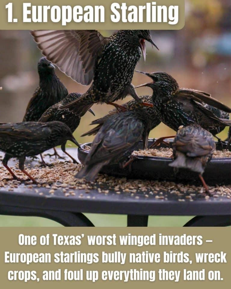 Texas’ 25 Most Problematic Invasive Species – GFL Outdoors
