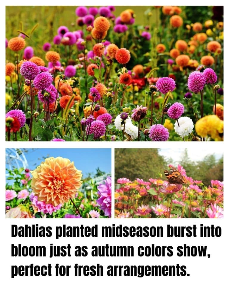 25 Illinois Flowers To Plant Today For A Burst Of Fall Color Gfl Outdoors