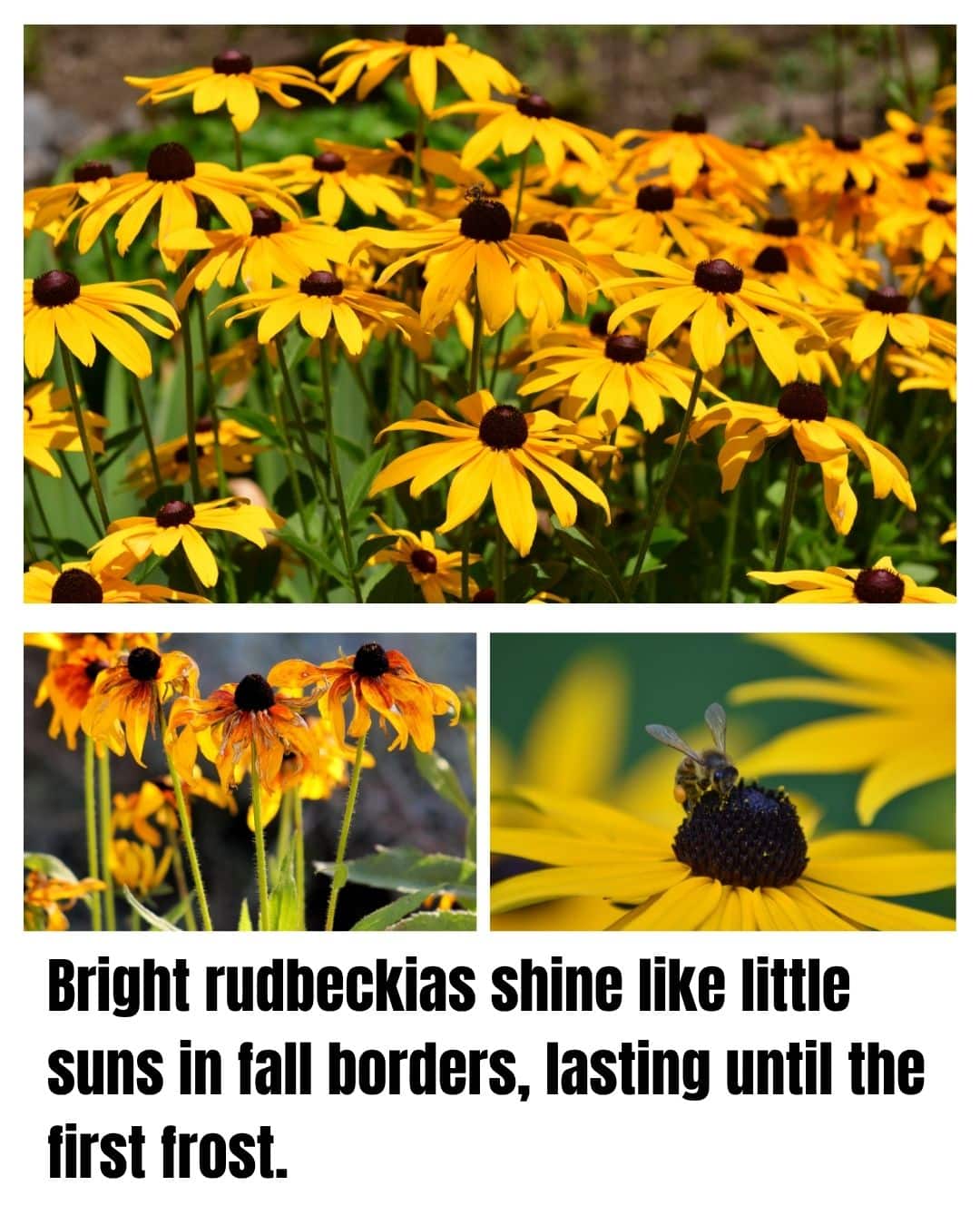 25 Flowers to Plant Today for a Burst of Fall Color – GFL Outdoors