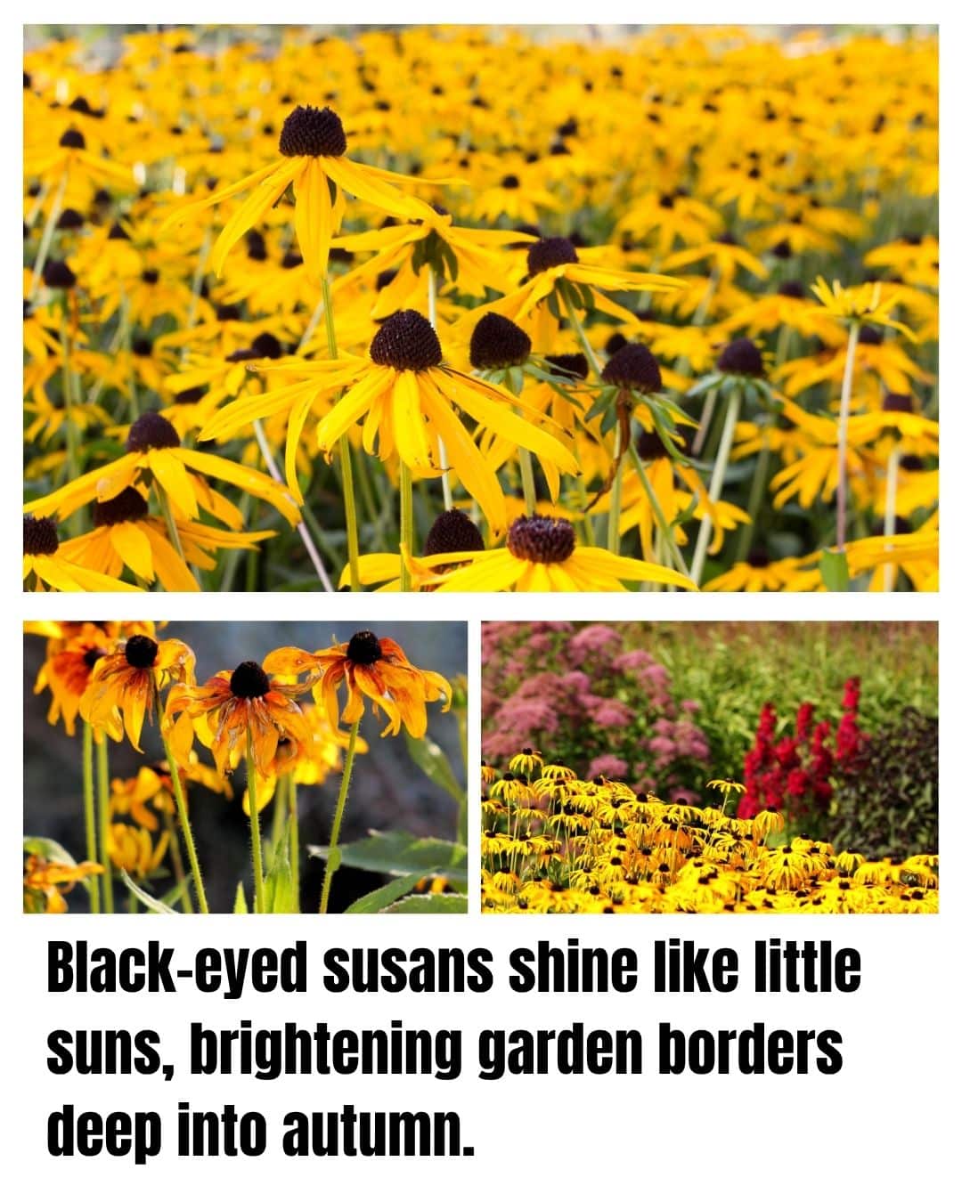 25 Illinois Flowers To Plant Today For A Burst Of Fall Color Gfl Outdoors