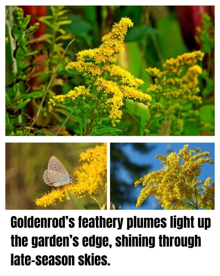 25 Illinois Flowers To Plant Today For A Burst Of Fall Color Gfl Outdoors